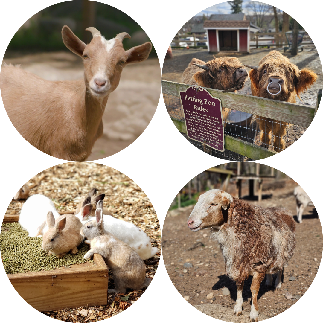 Barnyard Petting Zoo - Abma's Farm